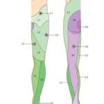 Dermatomes Neurology Medbullets Step 1 Dermatome Map