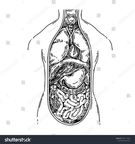 Vektor Stok Anatomy Structure Human Body Internal Human Tanpa Royalti