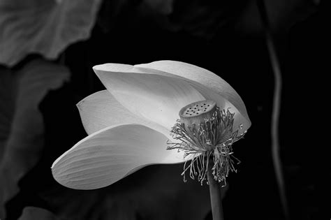 Lotus Blomma Vit Gratis foto på Pixabay Pixabay