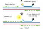Difference Between PCR And QPCR Definition Processes Uses And