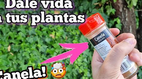 Descubre cómo hacer un insecticida casero con bicarbonato para proteger