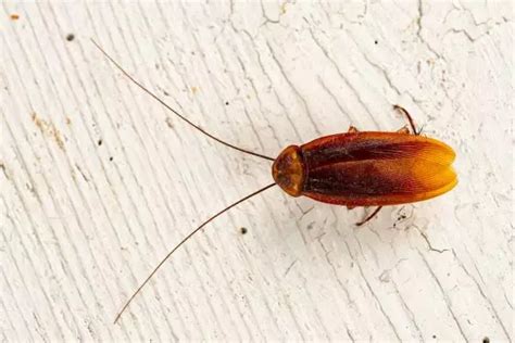 Bugs That Look Like Cockroaches But Arent