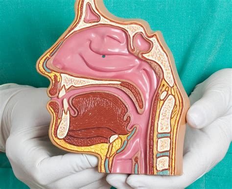 Nasal Surface Anatomy