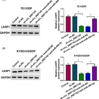 High Expression Of Circ In Ddpresistant Escc Tissues And