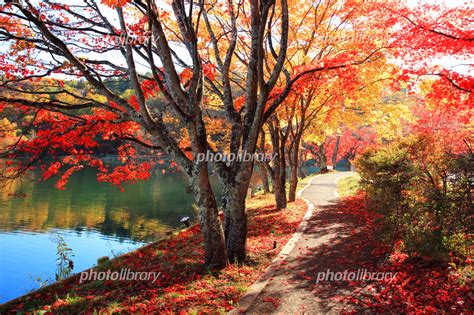 Photolibrary