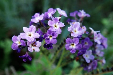Fleurs mauves 10 variétés pour un jardin entièrement violet Page