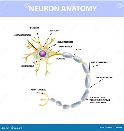 Diagram Of Neuron Anatomy Stock Vector Illustration Of