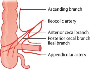 Appendicular Artery