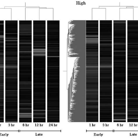 Two Way Hierarchical Clustering Images Of Genes WB F344 Cells Were