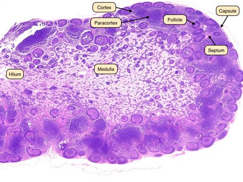 Lymph Node Capsule