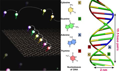 bio inspired molecular computing cua