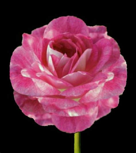 Pin By DR M HAYAT KHAN On DR M HAYAT KHAN Plants Flowers Rose