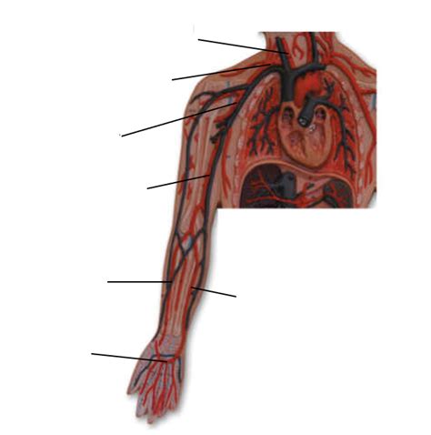 Arm Arteries Diagram Quizlet