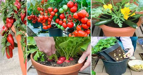Facile 25 Fruits et Légumes à Faire Pousser En Pot Sur Son BALCON