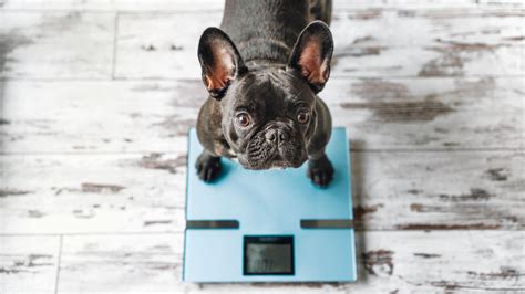 Evaluer le poids idéal de son chien comment faire