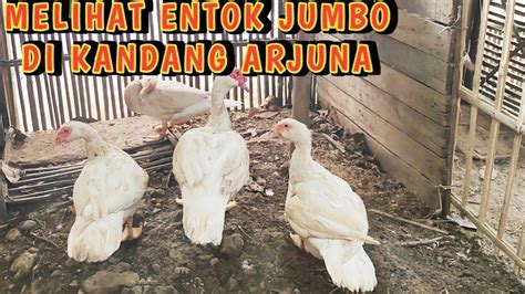 Melihat Entok Jumbo Di Kandang Arjuna Youtube