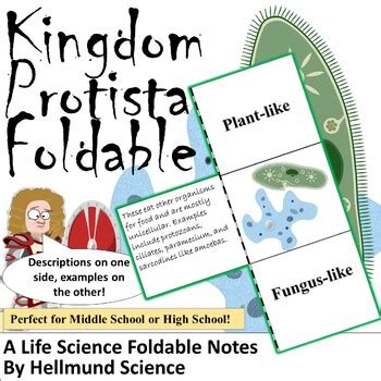 Foldable Kingdom Protista By Hellmund Science TPT