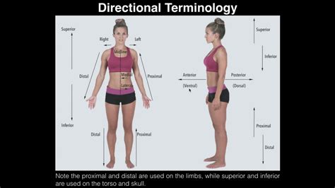 A P I Lab Exercise 1 Anatomical Position Directional Terms Body