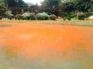 Identifying Common Types Of Pond Algae Nualgi Ponds
