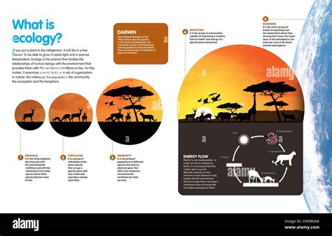 Infographie sur l objet de l étude de l écologie et les niveaux d