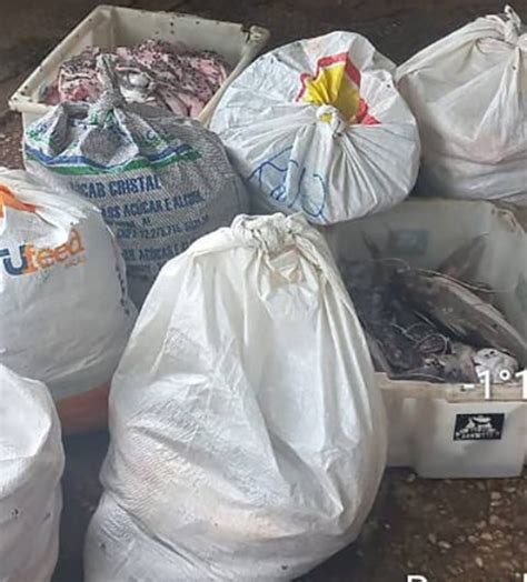 Polícia Civil apreende 570 quilos de peixe no bairro do Tapanã em