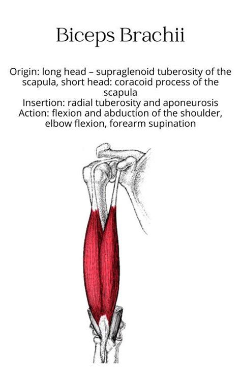 The Muscles And Their Functions Are Shown In This Book Which Includes