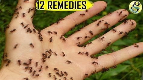 How Do I Get Rid Of Ants In My Yard Permanently At Suzanne Harris Blog