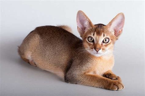 Voici Les Races De Chat Qui Sont Les Plus Atypiques Racedechat