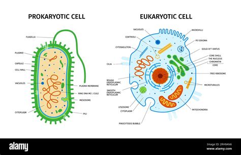 Anatomie Cellulaire De Composition Eucaryote Et Procaryote Avec