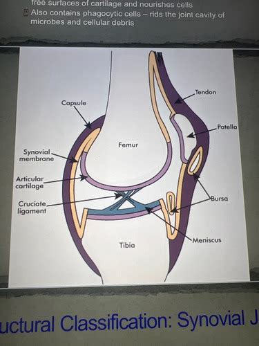 Joints Articulations Exam Flashcards Quizlet