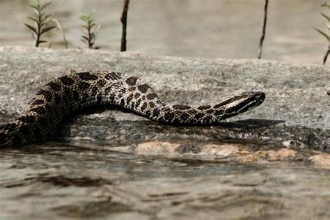 Cobras cascavel tipos veneno e características