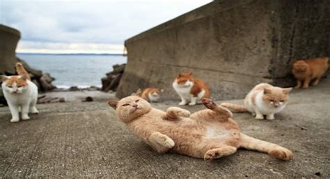 Isla de los Gatos el paraíso felino de Tashirojima en Japón