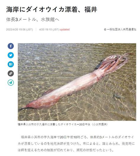 3公尺長大王烏賊活生生沖上海灘 網憂不會又地震吧 國際 CTWANT