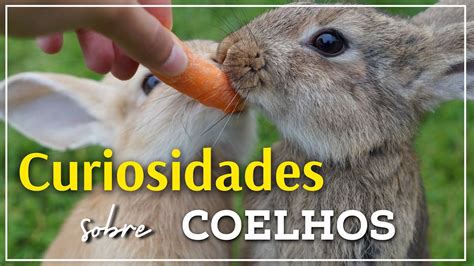 Curiosidades Incr Veis Sobre Coelhos Que Voc Provavelmente N O Sabia
