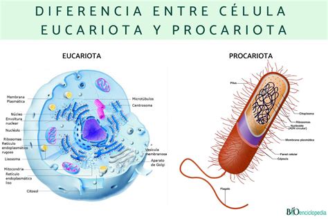 Diferencia entre célula eucariota y procariota Resumen