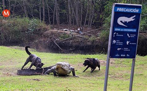 Analizan Retirar Huevos De Cocodrilo De Tampico Y Sacarles Provecho