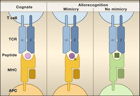 How A Home Grown T Cell Receptor Interacts With A Foreign Landscape Cell