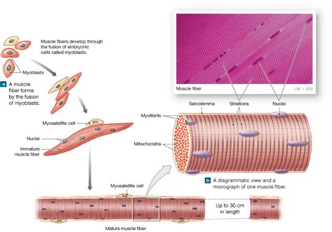 Chapter Muscle Tissue Flashcards Quizlet