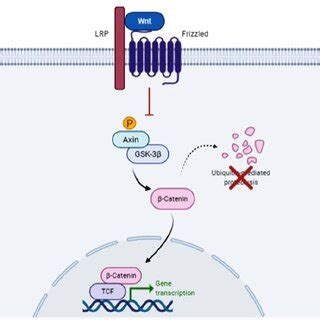 Schematic Representation Of Wnt Non Canonical Signalling In