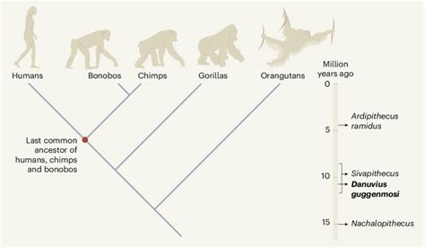 The Evolution Of Bipedalism In The Branch Of The Evolutionary Tree