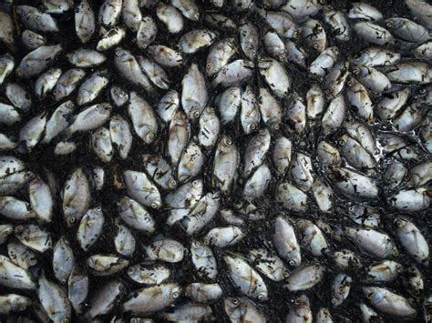 Miles De Peces Muertos Flotan En La Presa El Salto En Elota Pie De