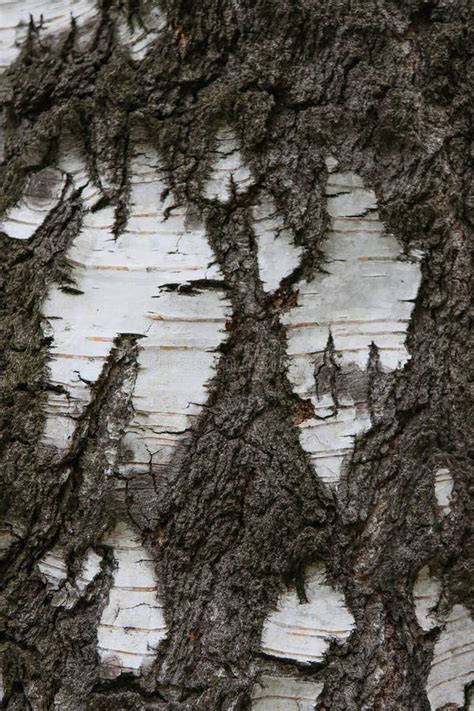 Birch Bark Texture Background Stock Image Image Of Texture Birch