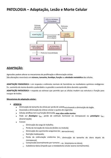 Mapas Mentais Sobre LESAO CELULAR Study Maps