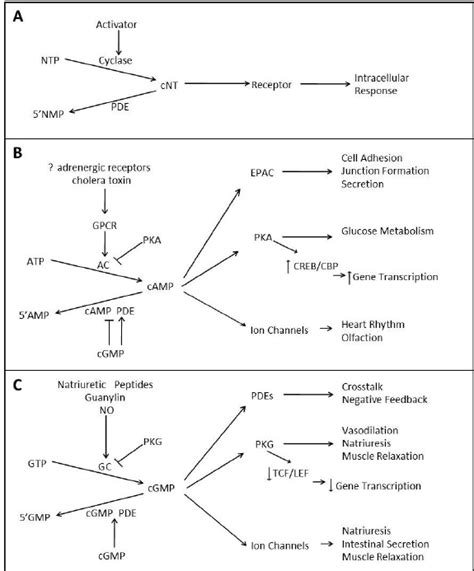 Generalized Illustrations Of Cyclic Nucleotide Signaling A Camp