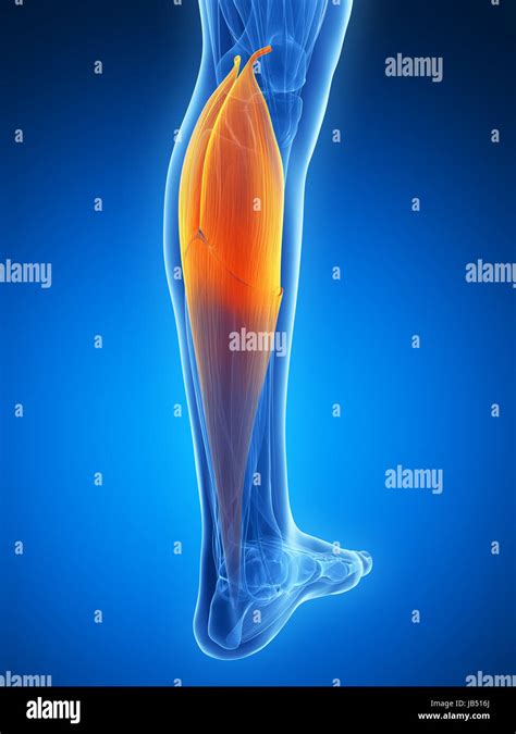 3d Rendered Illustration Gastrocnemius Stock Photo Alamy