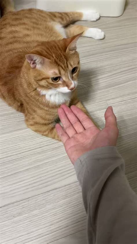 백지윤 on Twitter RT sunseed neko 고양이는 일평생 3살짜리 아기와 같다