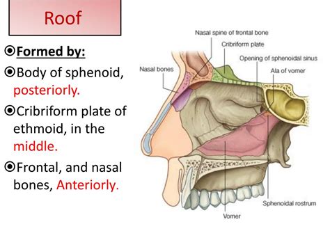 PPT Nose Olfactory Nerve And Olfactory Pathway PowerPoint