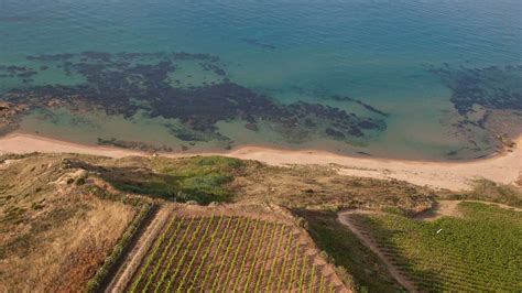 Menfi città del vino 2023 le spiagge le cantine e l arte Dove Viaggi