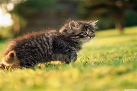 5 Alasan Bangkai Kucing Hewan Peliharaan Menggemaskan Ini Sulit