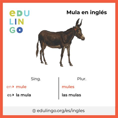 Mula en inglés Escritura y pronunciación con imágenes